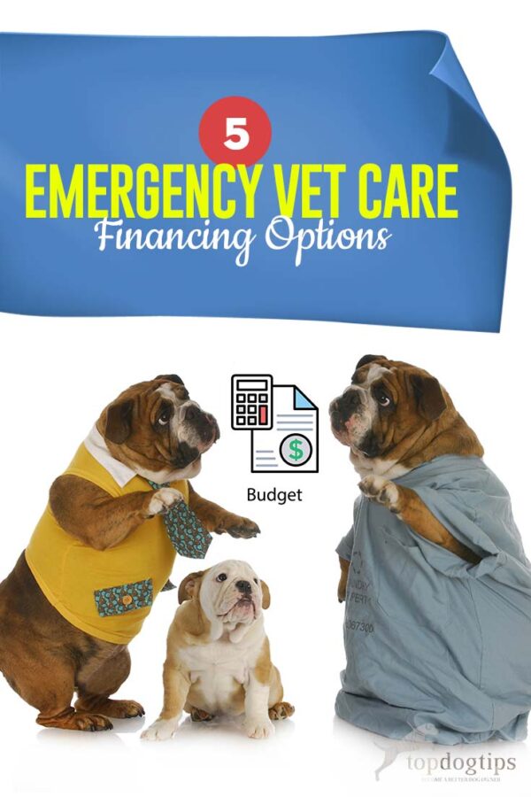 5 Emergency Vet Care Financing Options to Help You Pay Veterinary Bills