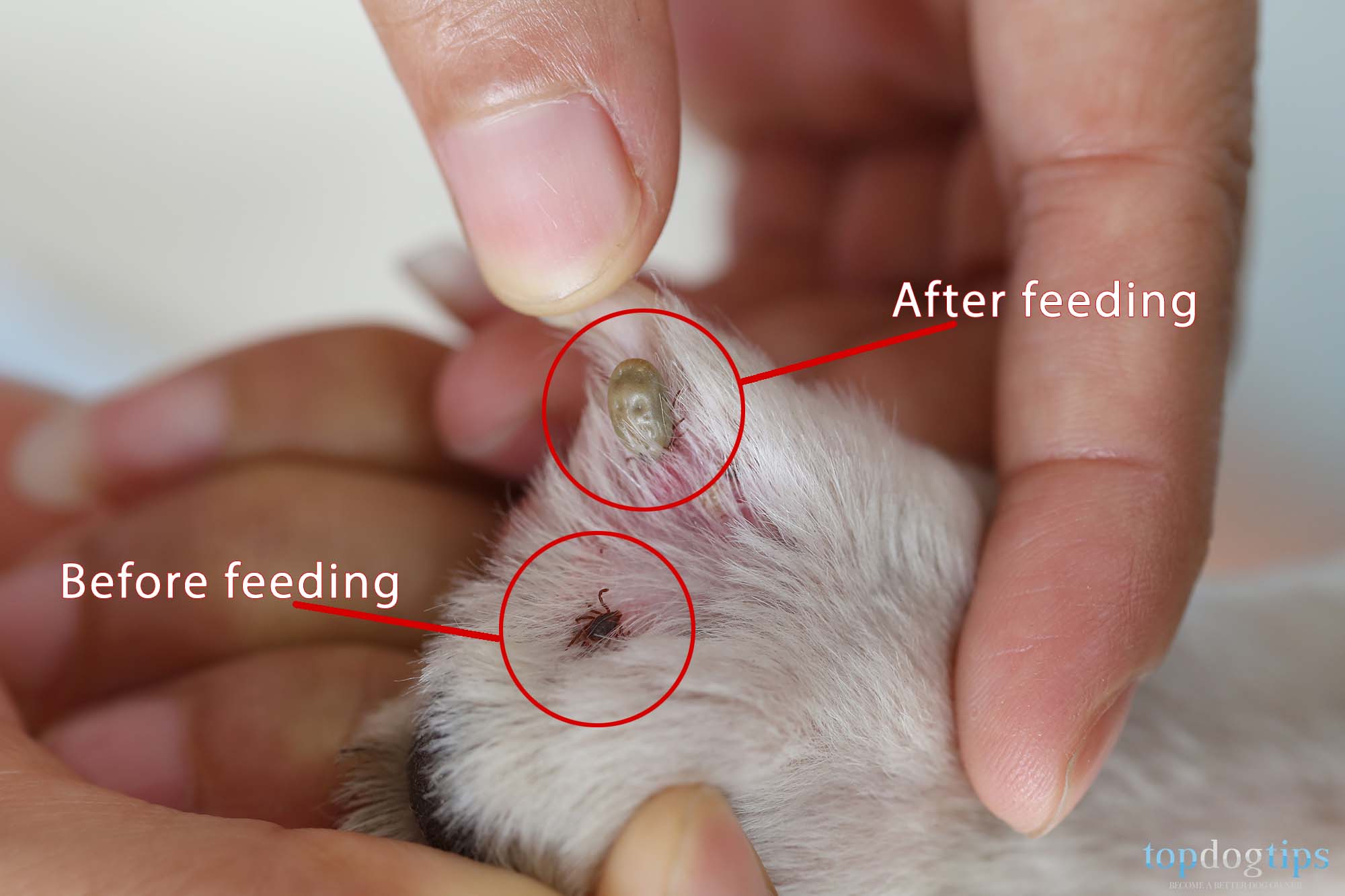 What Does A Tick Look Like On A Dog Top Dog Tips What Does A Tick Look Like On A Dog Top Dog Tips