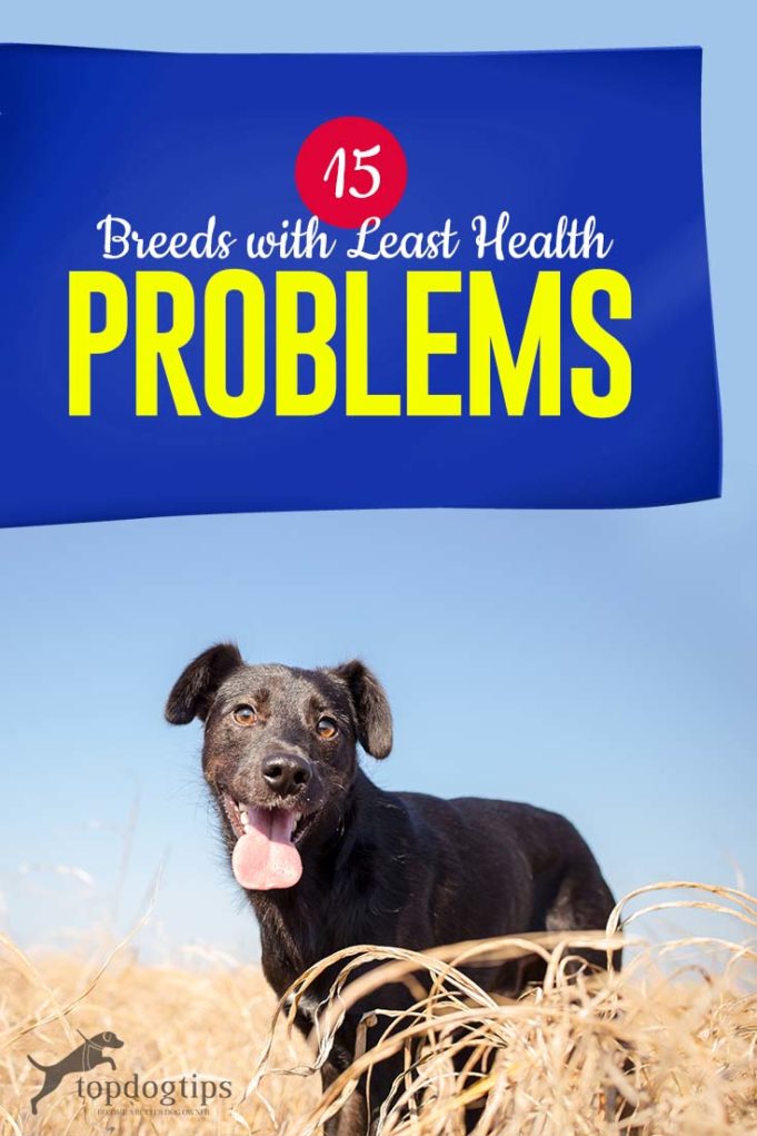 15 Breeds with Least Health Problems – Top Dog Tips