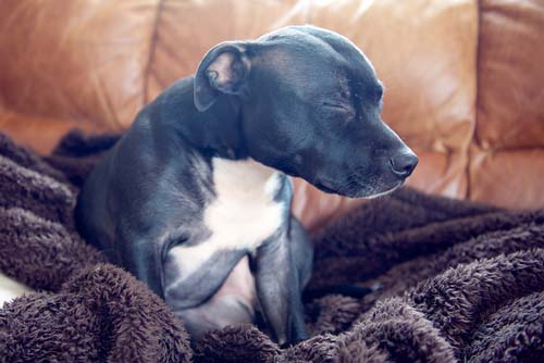 9 Neurological Problems in Dogs with Pictures: Signs, Causes, Treatments