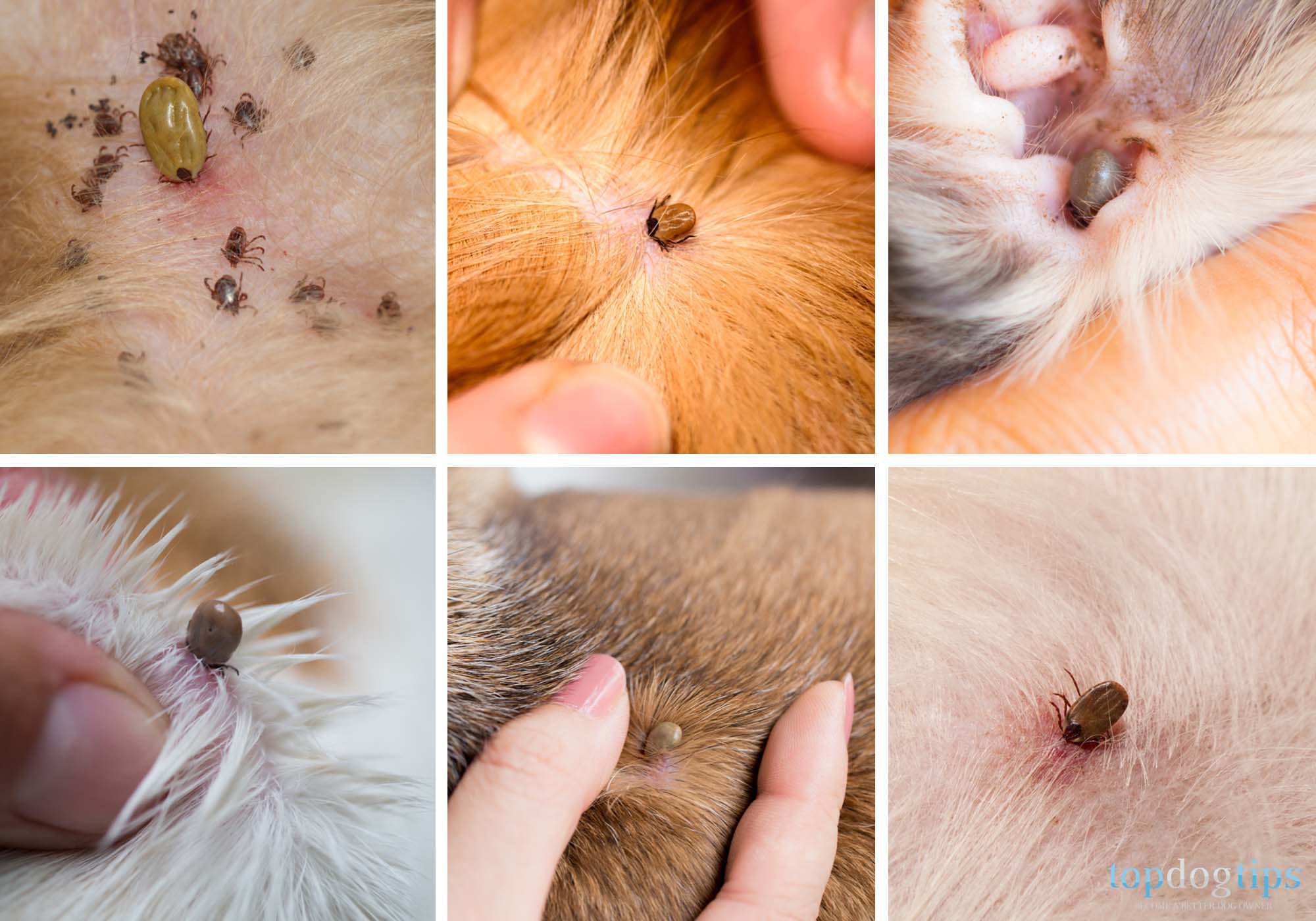 What Does A Tick Look Like On A Dog Top Dog Tips