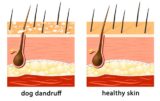 Dog Dandruff: 6 Different Causes, Prevention and Treatment of Each One