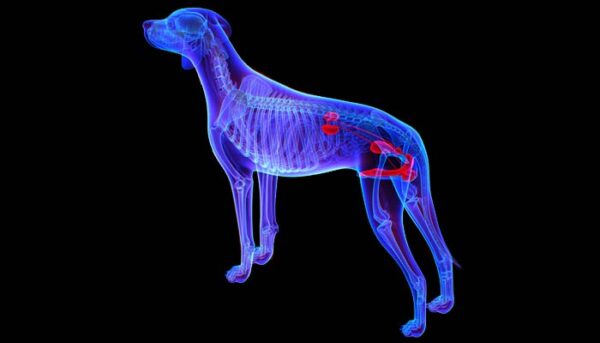 4 Signs of Kidney Problems in Dogs (And What to Do)
