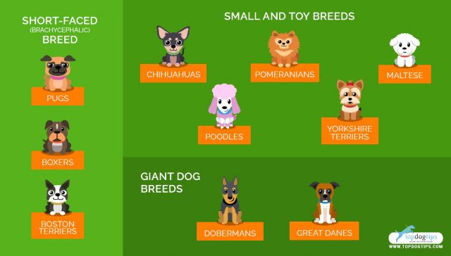 Breathing Problems in Dogs: How to Spot Them and What to Do