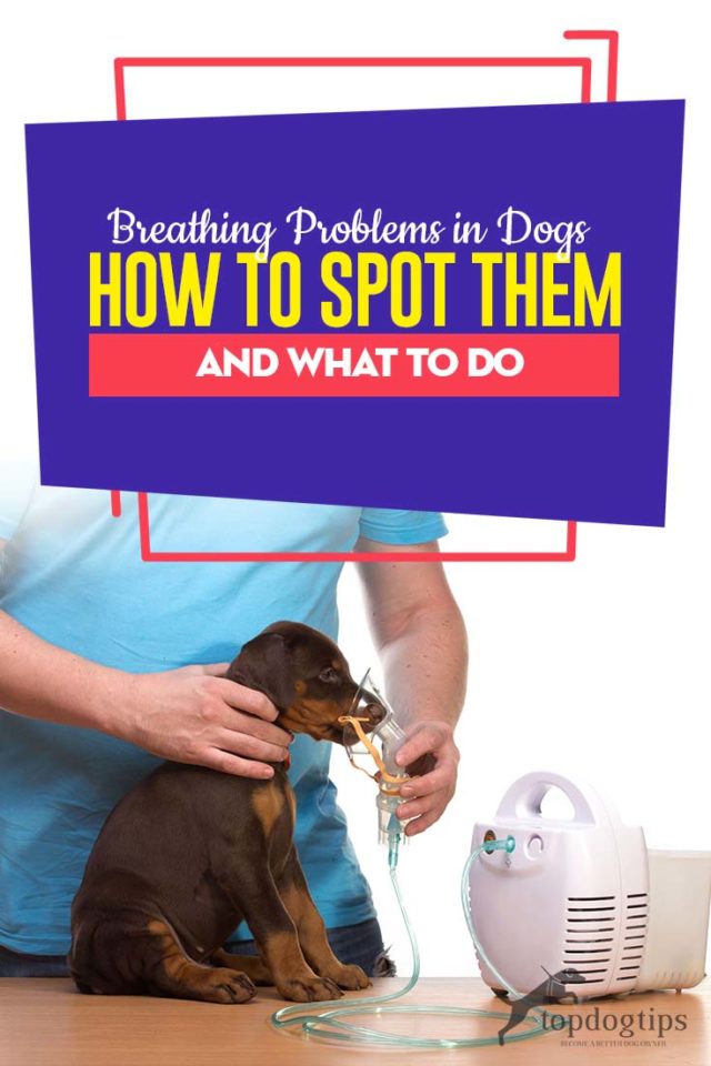 Breathing Problems in Dogs: How to Spot Them and What to Do