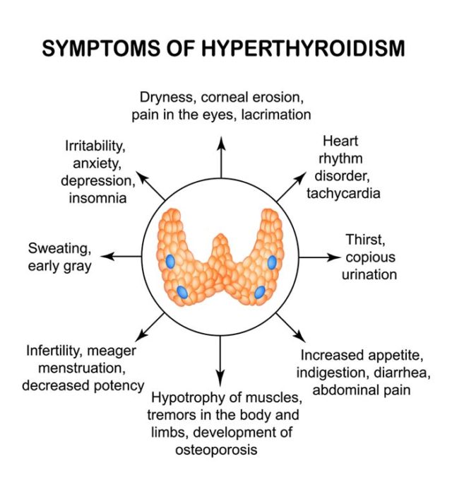 Common Thyroid Problems in Dogs and What to Do About Them