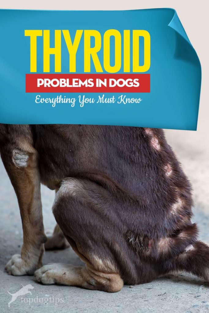 Common Thyroid Problems in Dogs and What to Do About Them