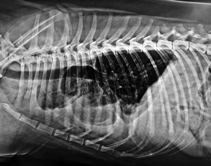 Breathing Problems in Dogs: How to Spot Them and What to Do