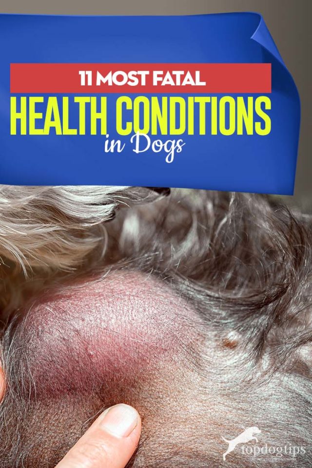11 Most Deadly Dog Diseases by Mortality Rate