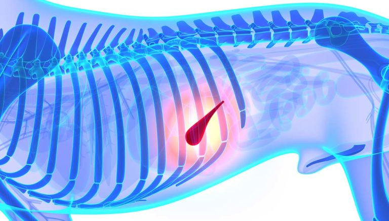 4 Signs of Pancreas Problems in Dogs To Look Out For