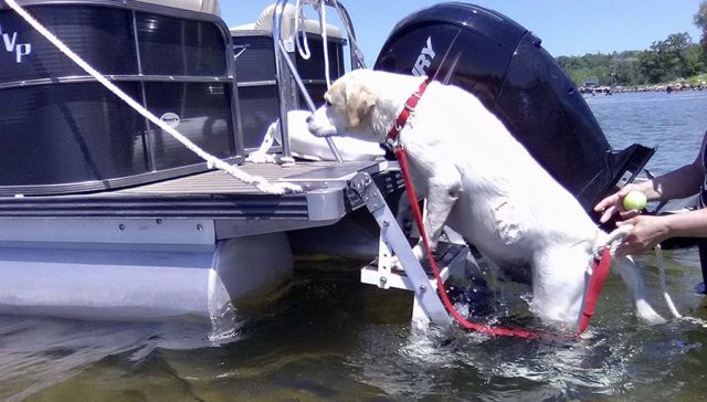 5 Best Dog Boat Ladder Choices for 2020 (For Safe Boating with Dogs)