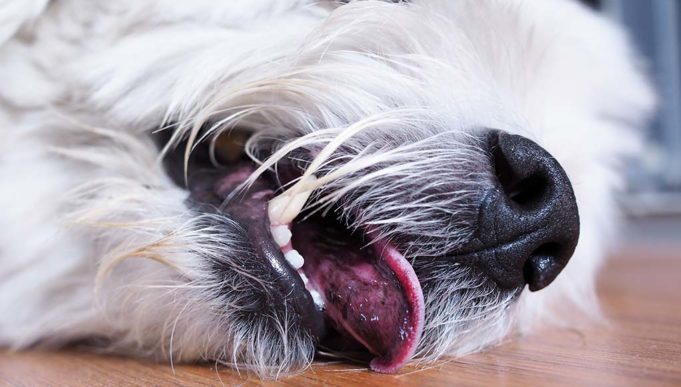 Dog Seizures: Understanding the Different Types and What to Do