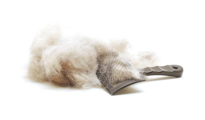 How to Get Dog Hair Off Clothes - A Simple Guide