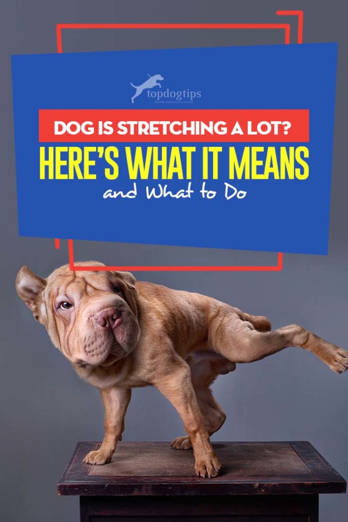 My Dog is Stretching a Lot: What It Means and What To Do
