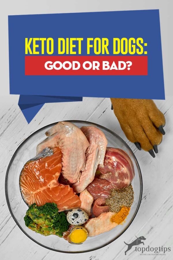 Keto Diet for Dogs: Good or Bad? – Top Dog Tips