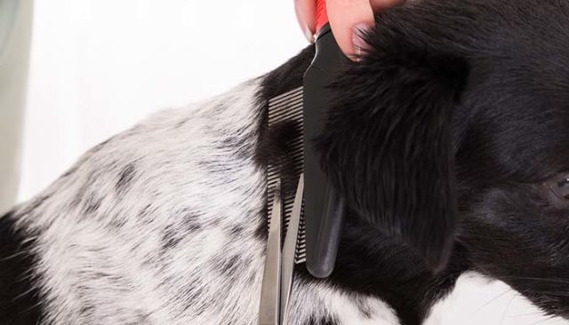 A Dog Haircut Your Pooch Deserves – Top Dog Tips