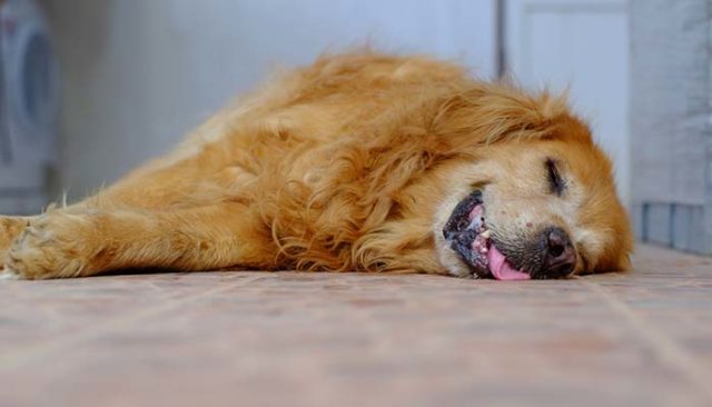 Dog Seizures: Understanding the Different Types and What to Do