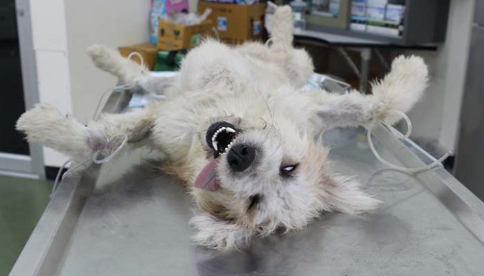 Dog Seizures: Understanding the Different Types and What to Do
