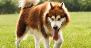 20 Manly Dog Breeds: Masculine Dogs At Your Service!