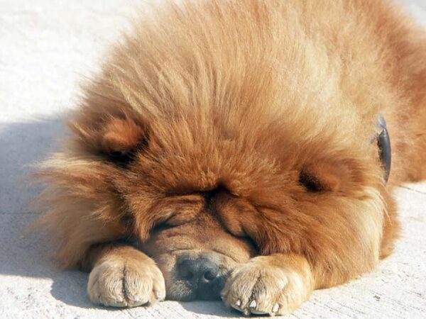 20 Shortest Lifespan Dog Breeds (Based on Studies)