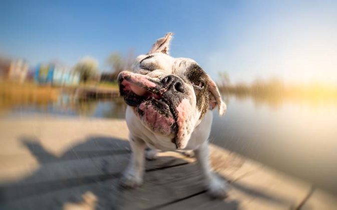 11 Funny Dog Breeds That'll Make You Laugh – Top Dog Tips