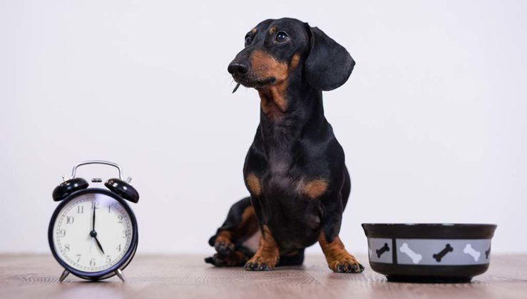 Intermittent Fasting for Dogs: Good or Bad?