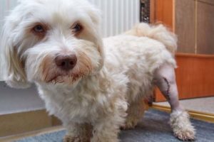 3 Most Common Knee Problems in Dogs and What to Do About It