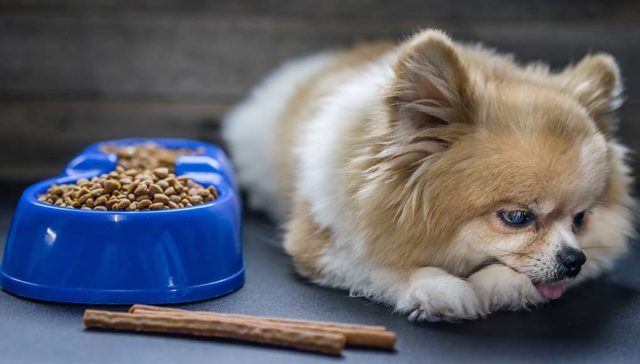 Anorexia in Dogs: 13 Reasons Why Your Dog Is Not Eating