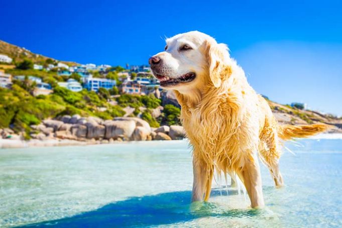 Best Dog Breeds for Hot Weather: 17 Heat-Tolerant Dogs