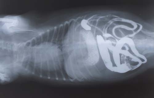 10 Dog Digestive Problems with Pictures: Signs, Causes and Treatments