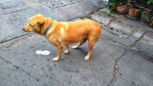 10 Dog Digestive Problems with Pictures: Signs, Causes and Treatments