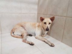 Anorexia in Dogs: 13 Reasons Why Your Dog Is Not Eating