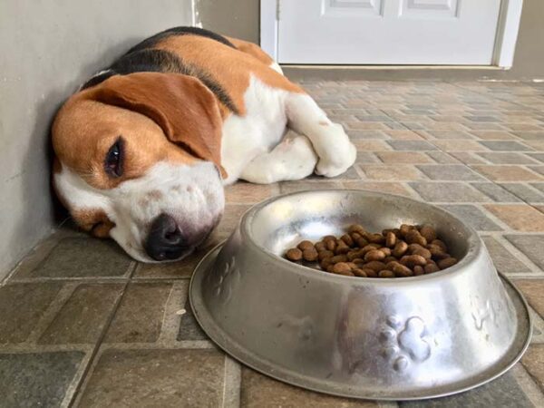 Anorexia in Dogs: 13 Reasons Why Your Dog Is Not Eating