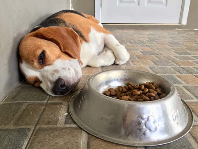 Anorexia in Dogs: 13 Reasons Why Your Dog Is Not Eating