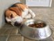 Anorexia in Dogs: 13 Reasons Why Your Dog Is Not Eating