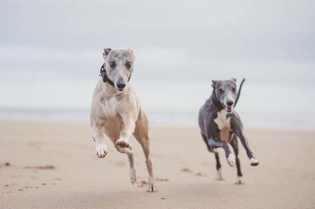 Whippet Dog Breed Profile – Top Dog Tips