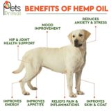 Top 5 Best Hemp Oil for Dogs Supplements – Top Dog Tips