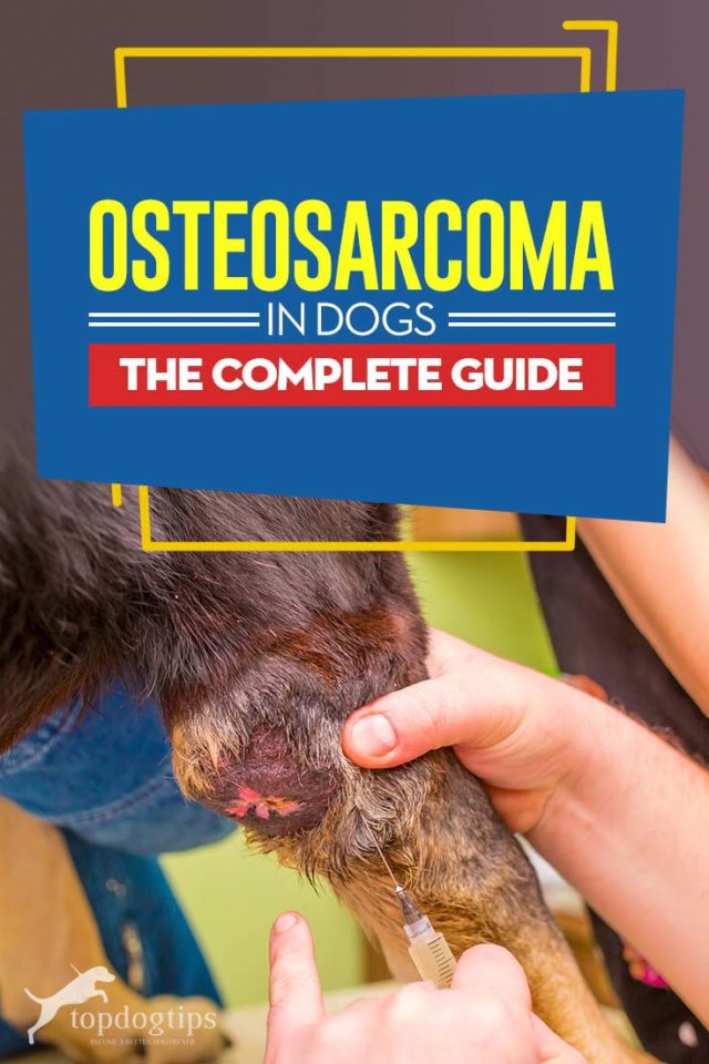 Osteosarcoma in Dogs: The Complete Guide for Dog Owners