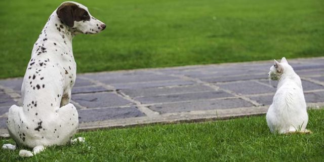 Dog Scared of Cat? 6 Things You Can Do to Help Them Get Along