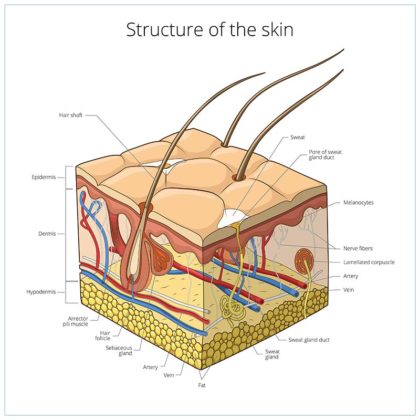 9 Ways to Improve Your Dog’s Skin and Coat Health