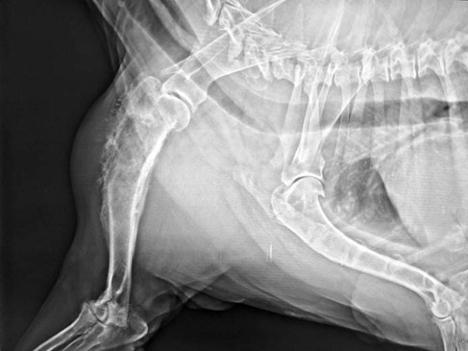 Osteosarcoma in Dogs: The Complete Guide for Dog Owners