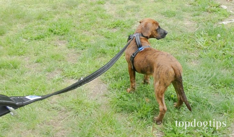 How To Teach A Dog To Walk On A Lead – Top Dog Tips