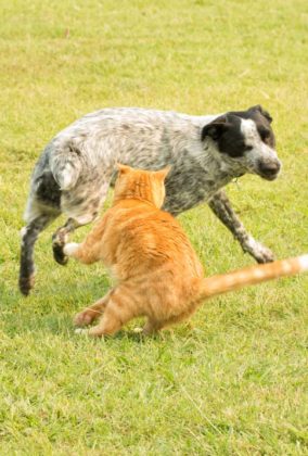 Dog Scared of Cat? 6 Things You Can Do to Help Them Get Along
