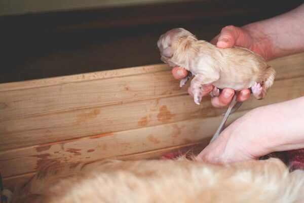 8 Dog Labor Complications and What Should You Expect
