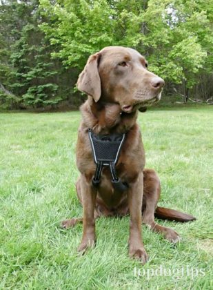 Halti No-Pull Dog Harness and Training Lead Review