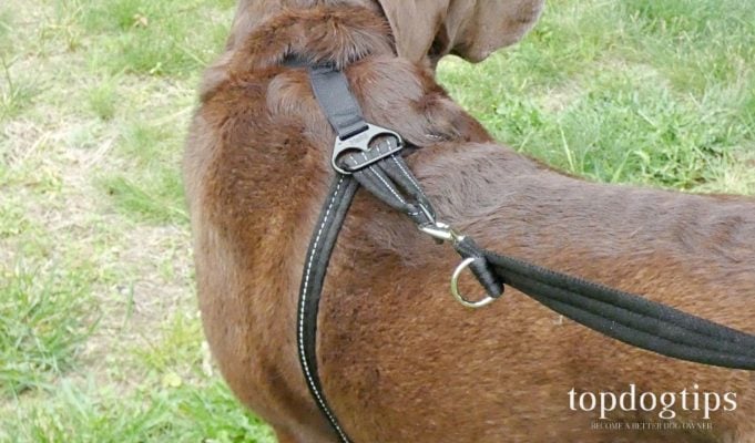 Halti No-Pull Dog Harness and Training Lead Review