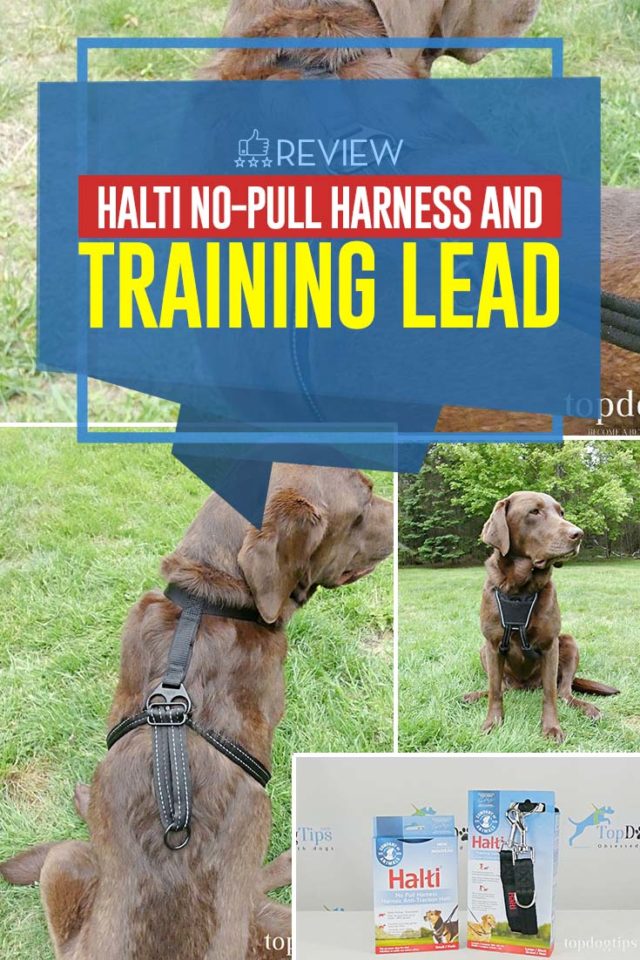 Halti No-Pull Dog Harness and Training Lead Review