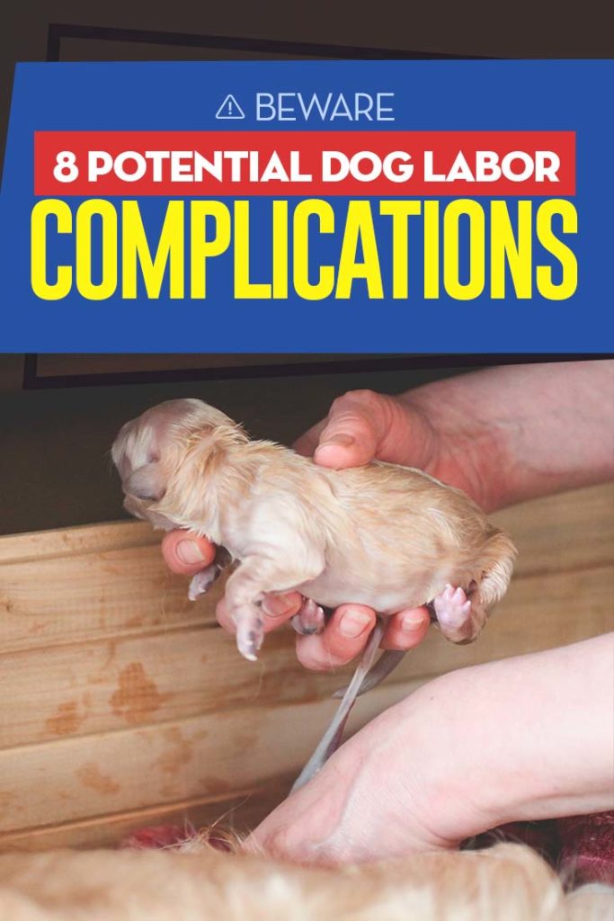 8 Dog Labor Complications and What Should You Expect