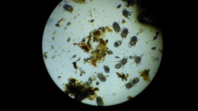 3 Best Home Remedies for Ear Mites in Dogs and How to Make/Use Them