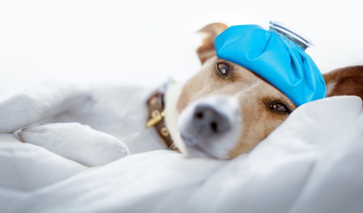 5 Home Remedies for Dog Cold: All Natural Treatments – Top Dog Tips